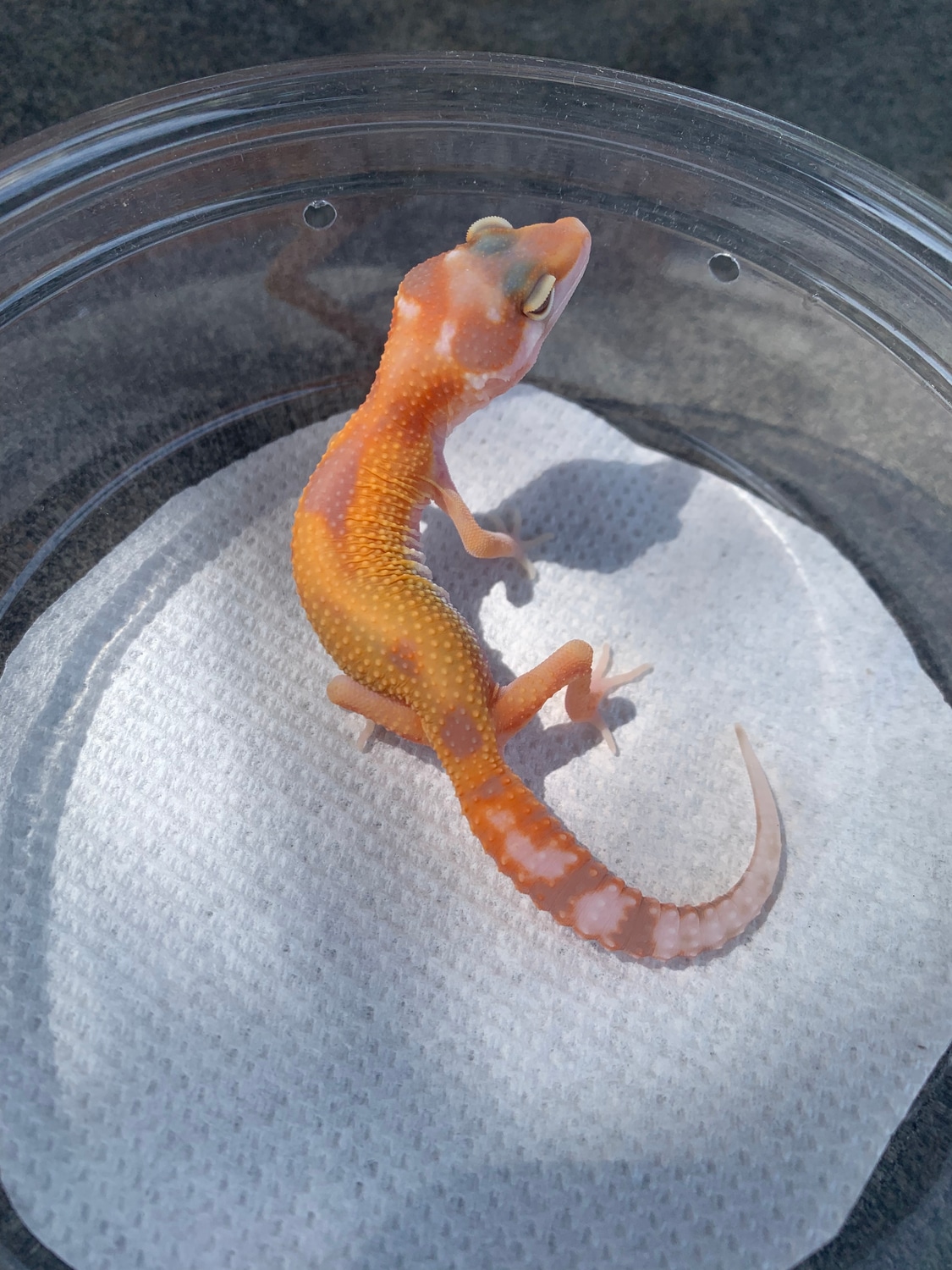 Tsf Pastel W&Y Tang Tremper Pos Giant Leopard Gecko by Respecto_thy ...