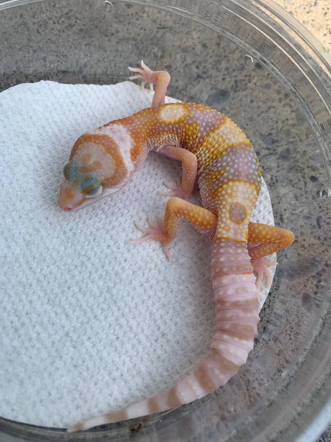 *SALE* Tsf W&Y Raptor Pos Giant & Pastel Leopard Gecko by Respecto_thy ...