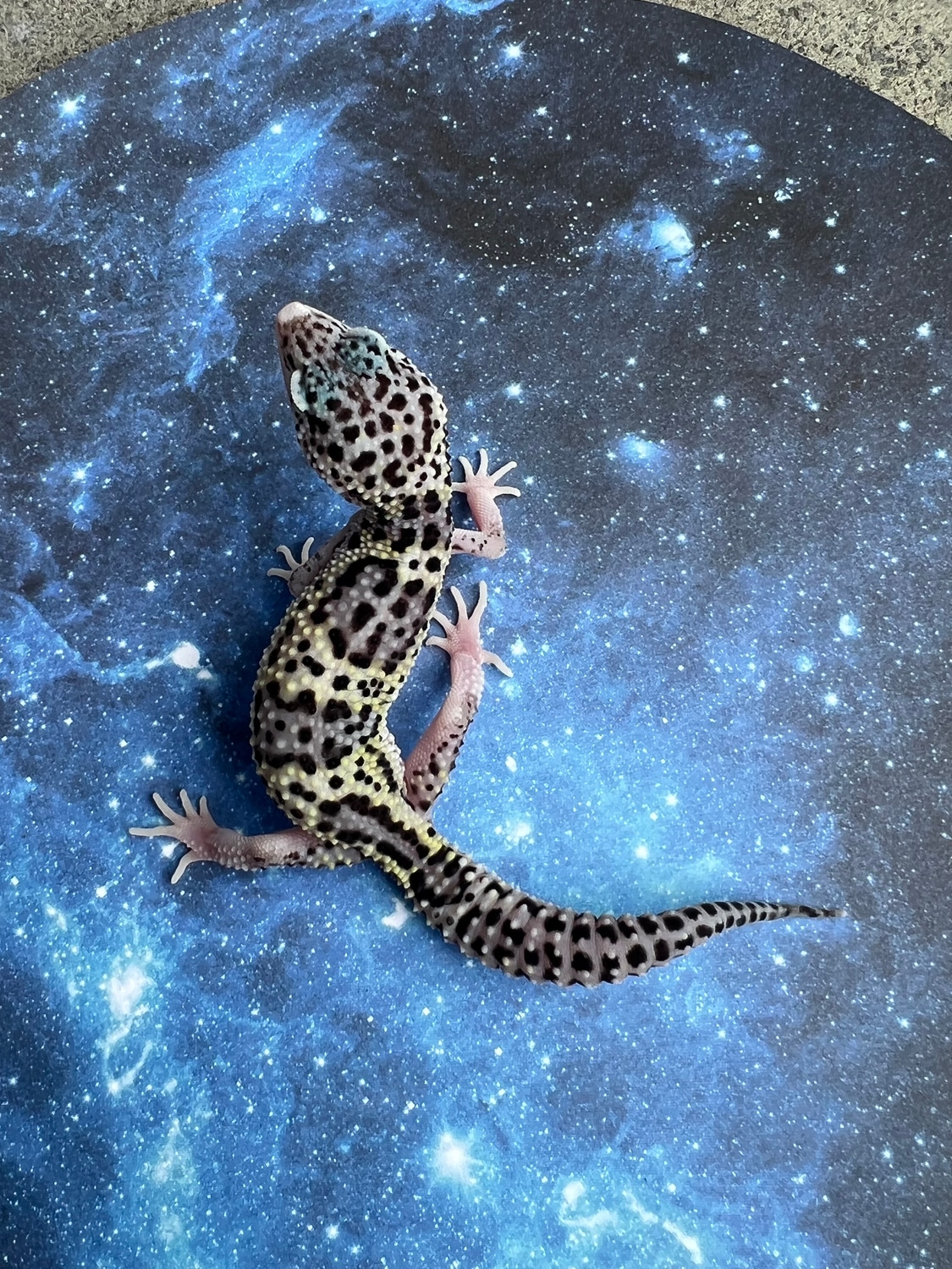 Tsf Mack Snow Eclipse Dbl Het Tremper & Blizzard Leopard Gecko by ...