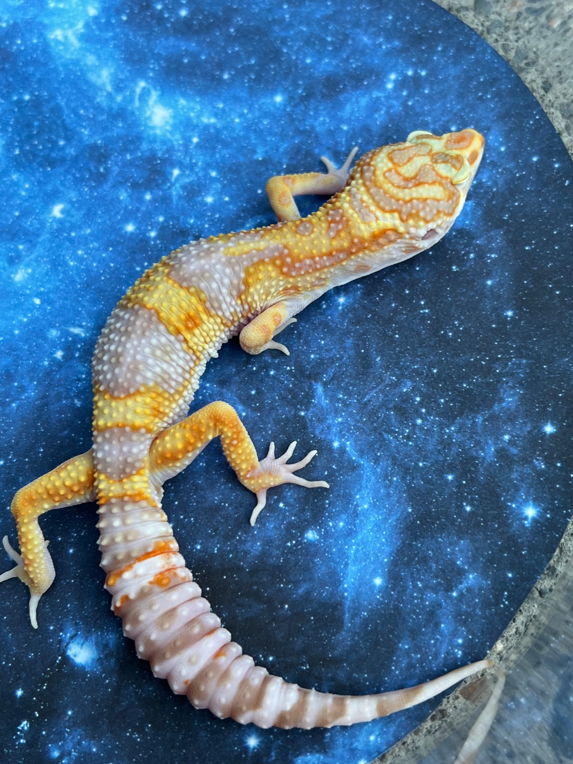 Giant W&Y Tang Tremper Pos Pastel Ph Eclipse Leopard Gecko by Respecto ...