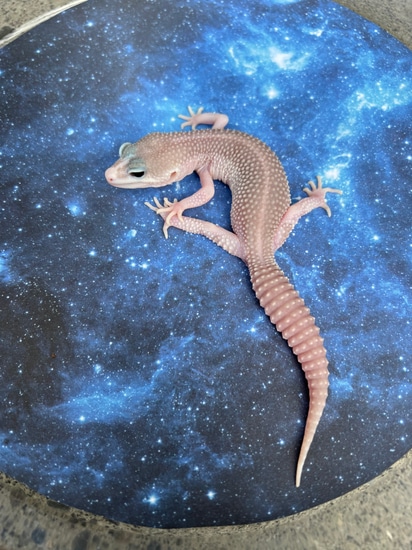 RTB SSE Blizzard Het Tremper Leopard Gecko by Respecto_thy_Gecko