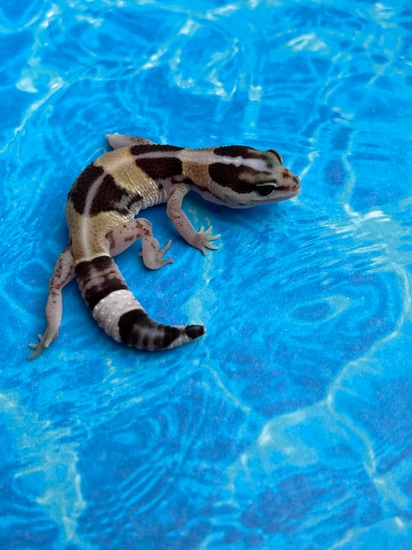Tsf Striped Tangerine Het Oreo Ph Ghost & Patternless African Fat ...