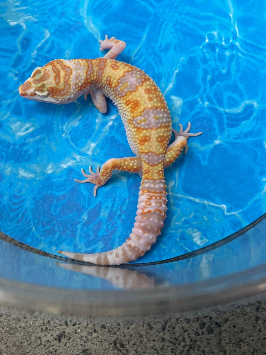 W&Y Hyper Xanthic Bandit Tangerine Tremper 66% Ph Eclipse Leopard Gecko ...