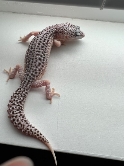 SSE Dbl Het Blizzard & Tremper Leopard Gecko by Respecto_thy_Gecko
