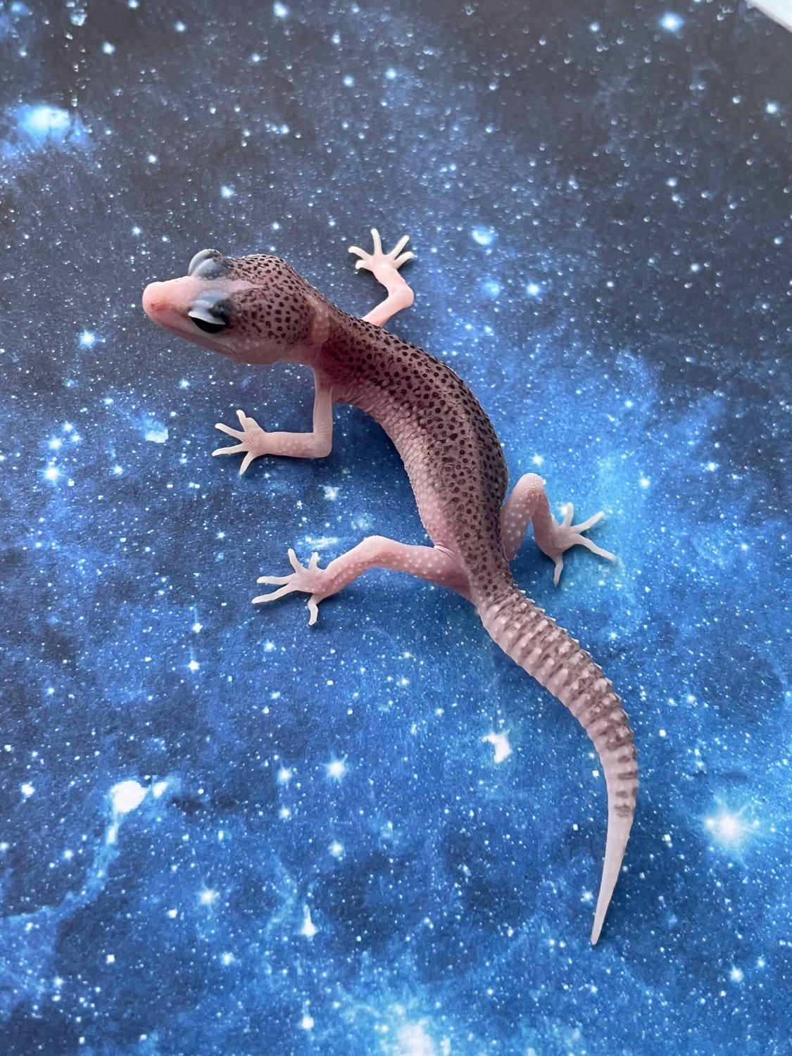 TSF SSE Het Tremper, Ph Blizzard Leopard Gecko by Respecto_thy_Gecko ...
