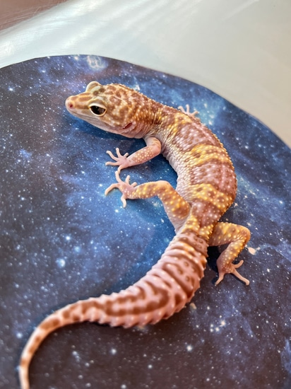 RTB Bold Tang Mack Raptor Ph Blizzard Leopard Gecko by Respecto_thy_Gecko