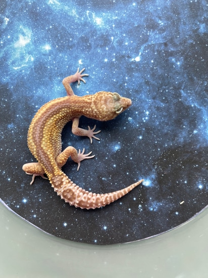 Mack Snow Tang Raptor Ph Blizzard Leopard Gecko by Respecto_thy_Gecko