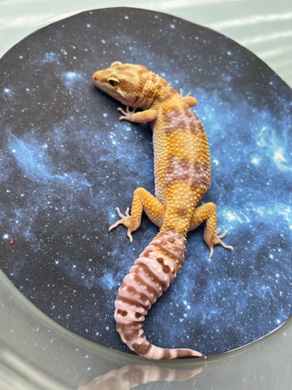 Proven W&Y Pastel Raptor Leopard Gecko by Respecto_thy_Gecko