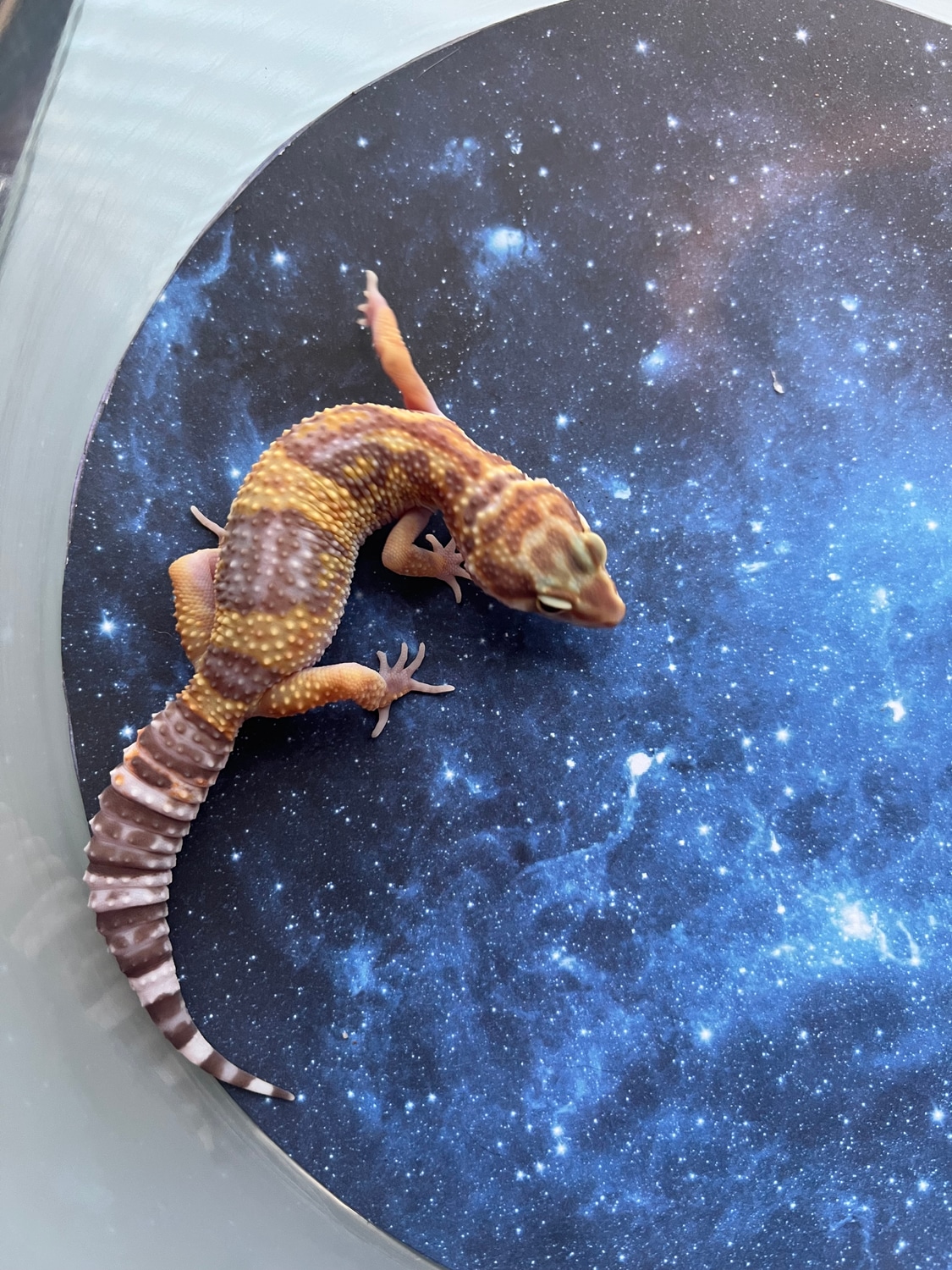 Tang Aptor Pos Giant Leopard Gecko by Respecto_thy_Gecko - MorphMarket