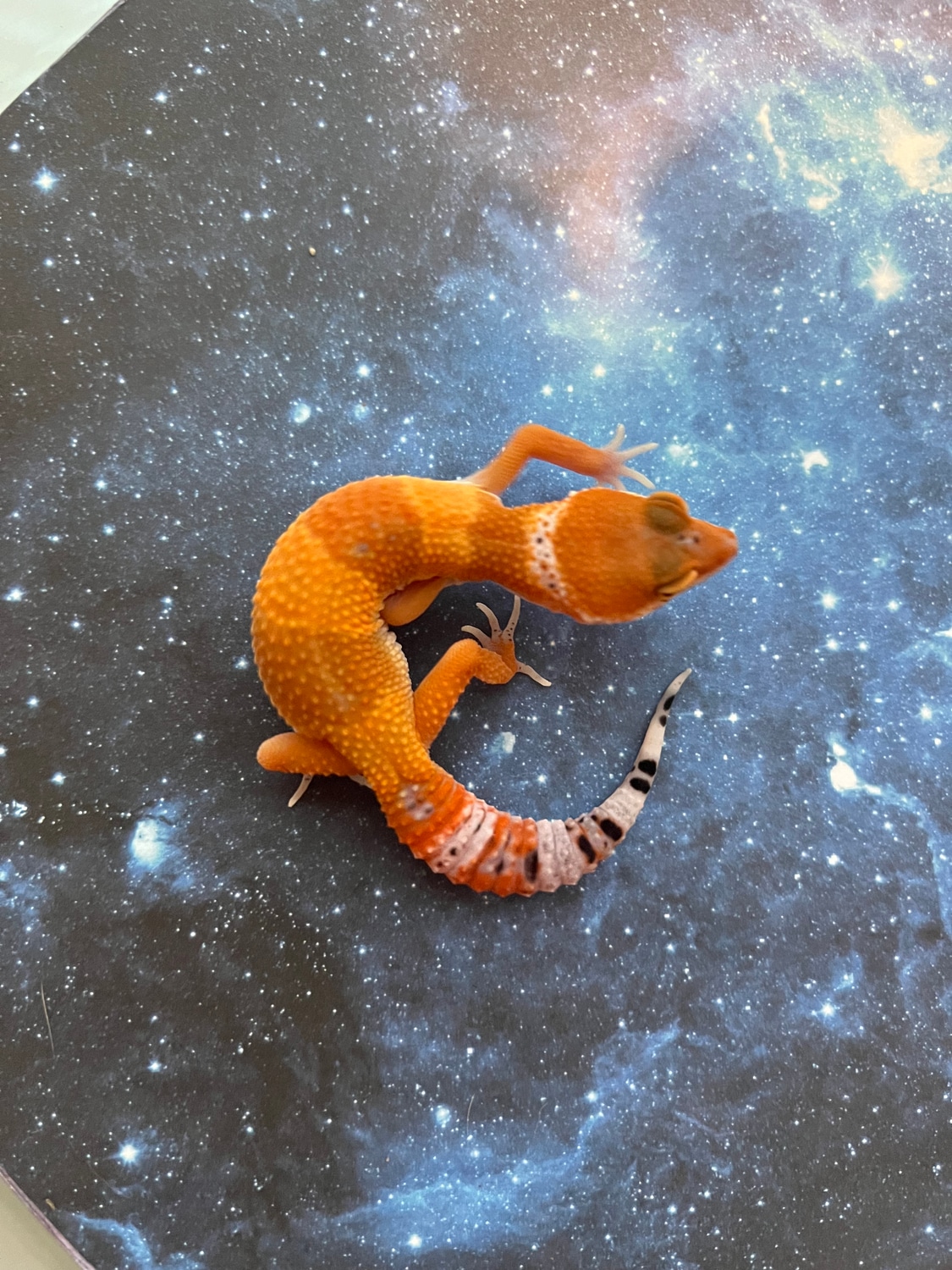W&Y Pacific Green Tang X GGG X Blood 66% Ph Raptor Leopard Gecko by ...