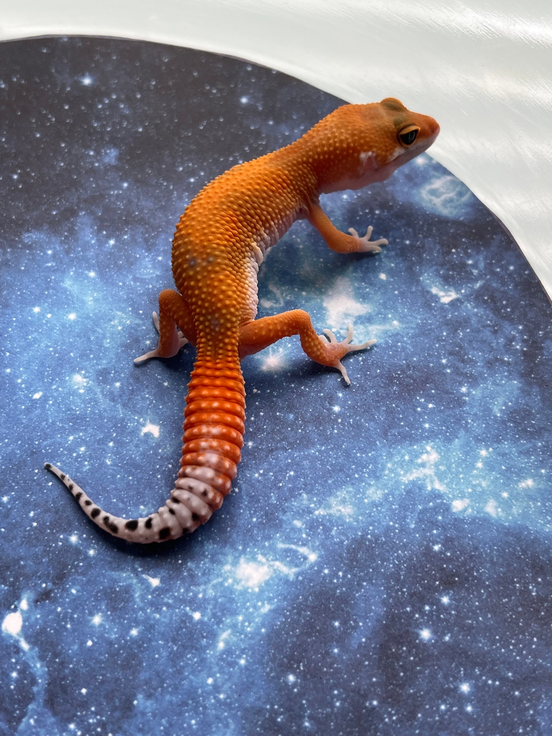 Tang Pacific Green X GGG X Blood Pos W&Y 66% Ph Raptor Leopard Gecko by ...