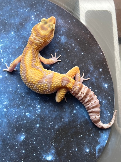 Tang Pacific Green Pastel Raptor Leopard Gecko by Respecto_thy_Gecko