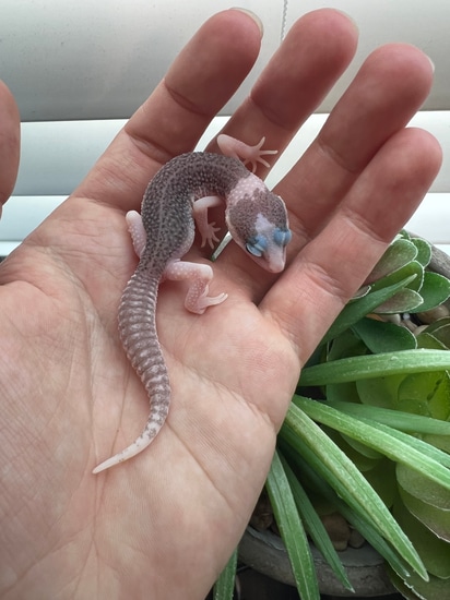 SSE Het Tremper Leopard Gecko by Respecto_thy_Gecko