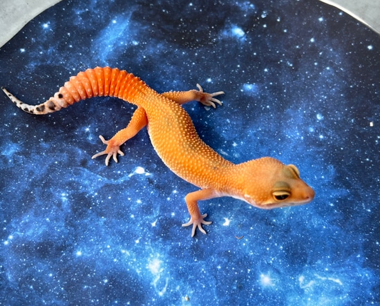 Tang 66% Ph Raptor Leopard Gecko by Respecto_thy_Gecko