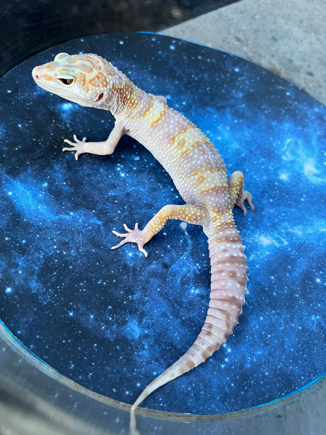 Mack Snow Tang Raptor 50% ph Blizzard