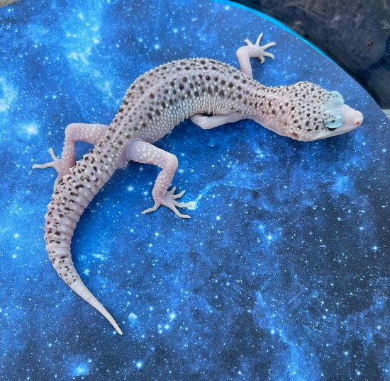 SSE Het Tremper, 50% Ph Blizzard Leopard Gecko by Respecto_thy_Gecko
