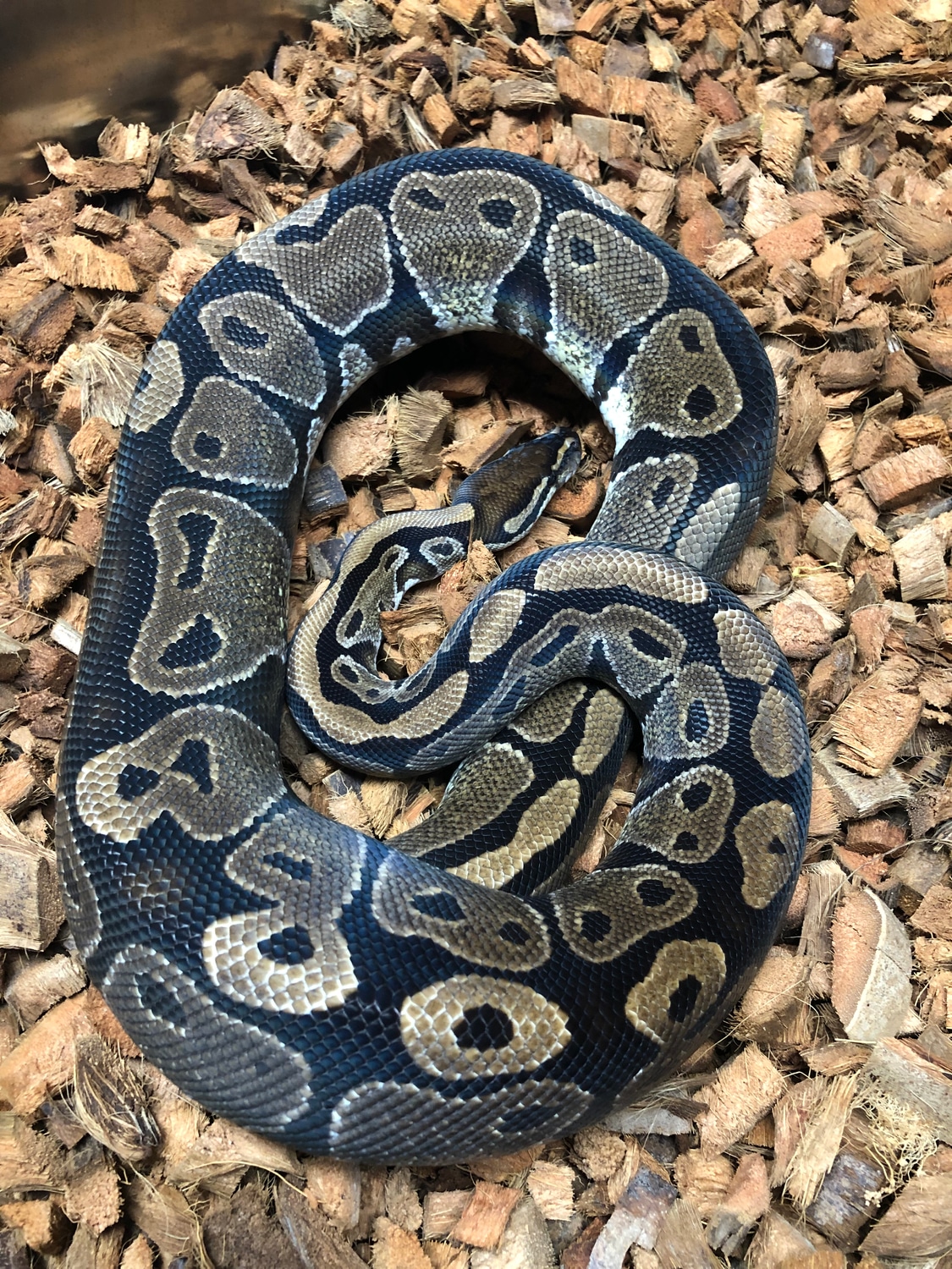 Normal Ball Python by Madeira Morphs - MorphMarket