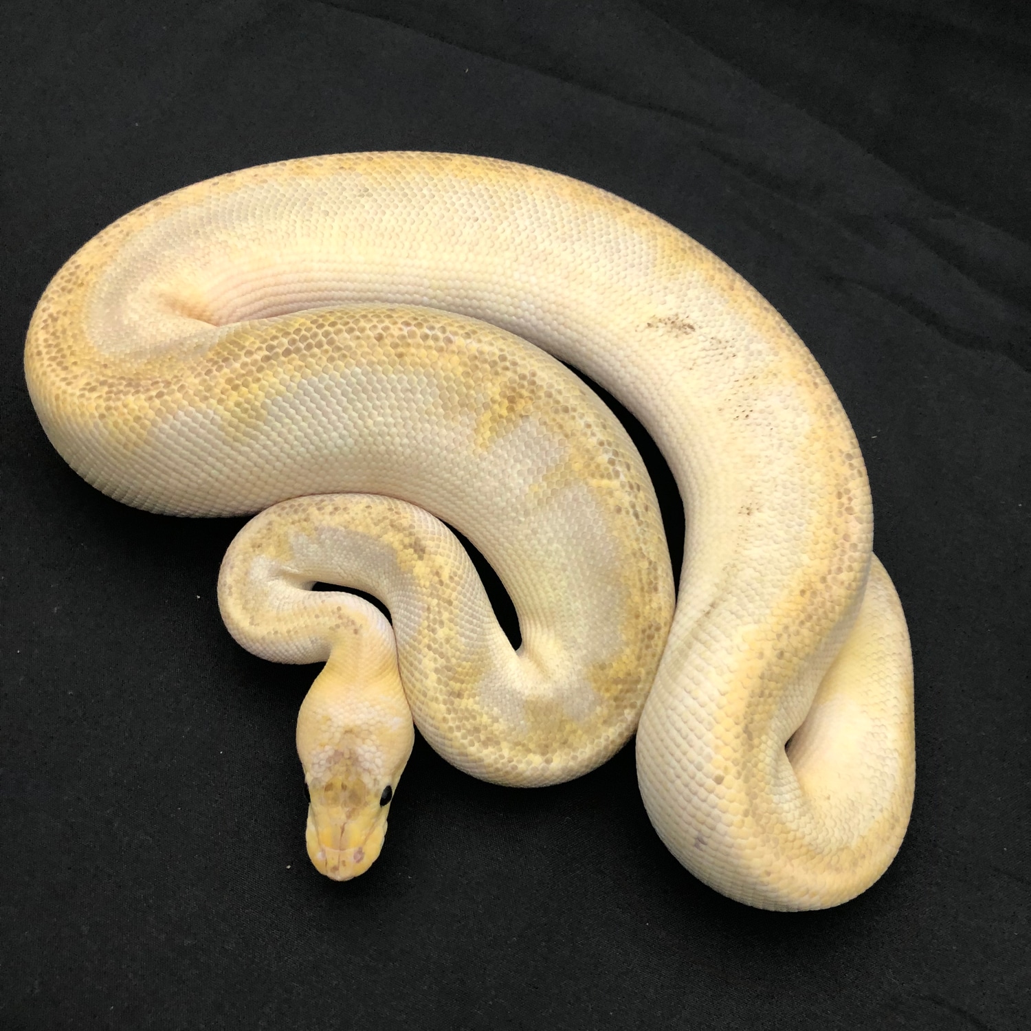 Super Pastel Champagne Ball Python by Madeira Morphs - MorphMarket
