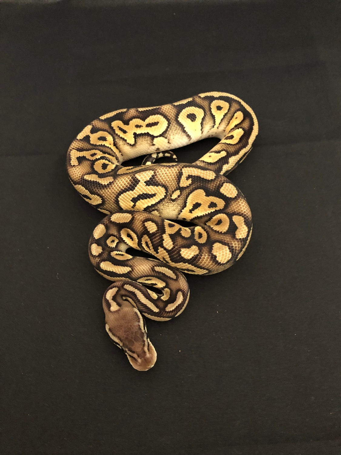 Pastel Phantom Het Hypo Ball Python by Madeira Morphs - MorphMarket