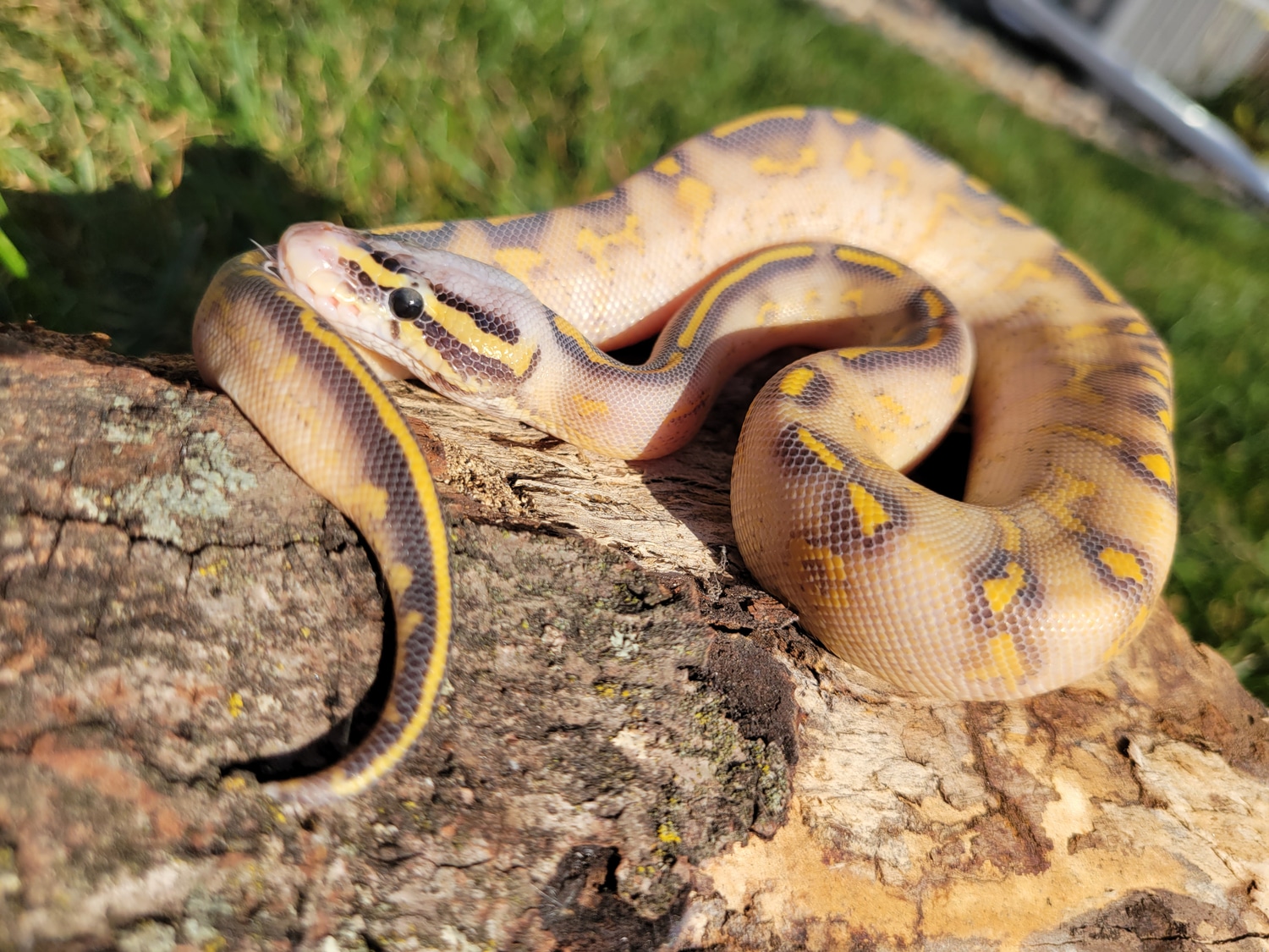 Super Pastel Highway Ball Python by Mad Hatteur Morphs - MorphMarket