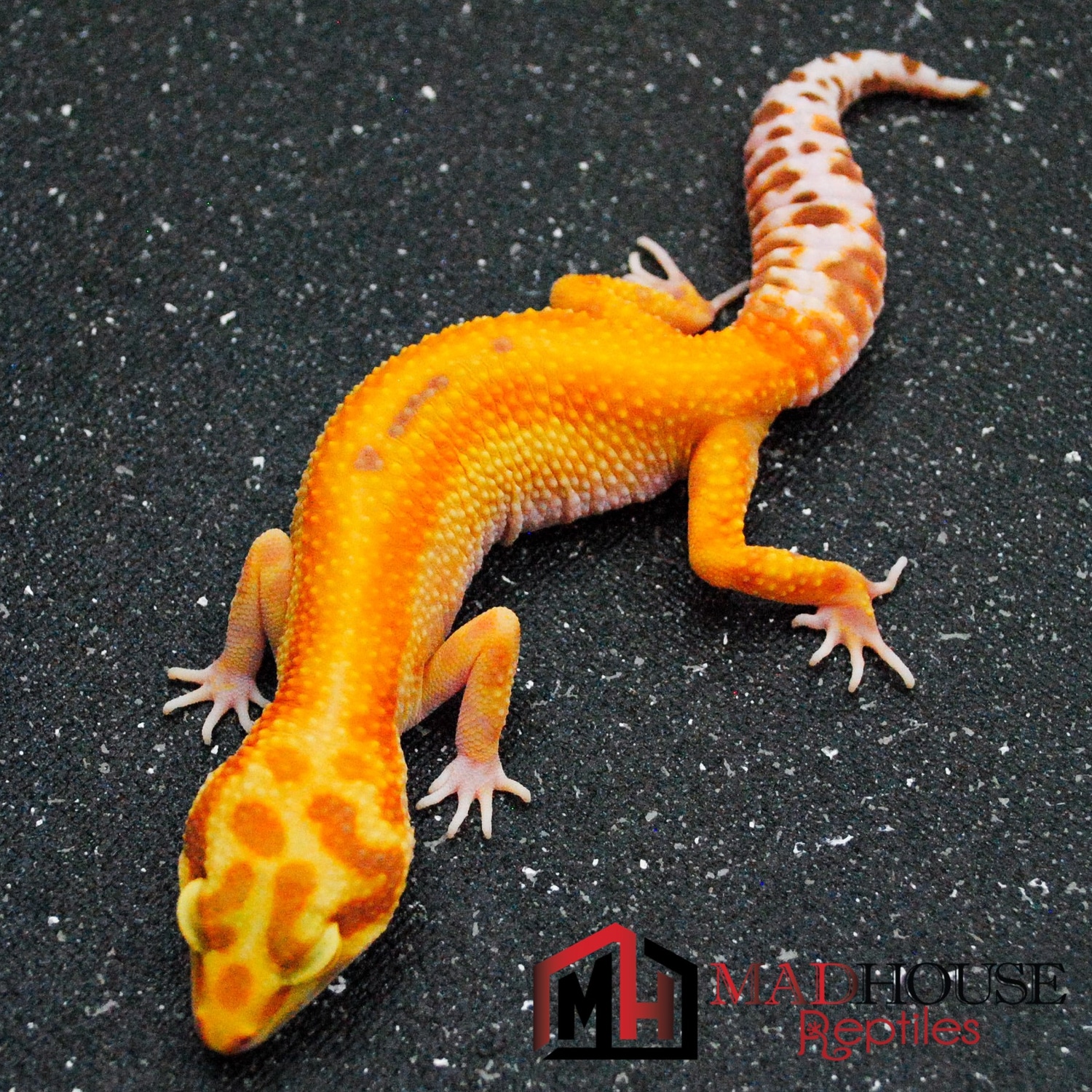 Red Stripe Extreme Emerine Cross Eclipse Tremper Albino (Snake Eyes ...