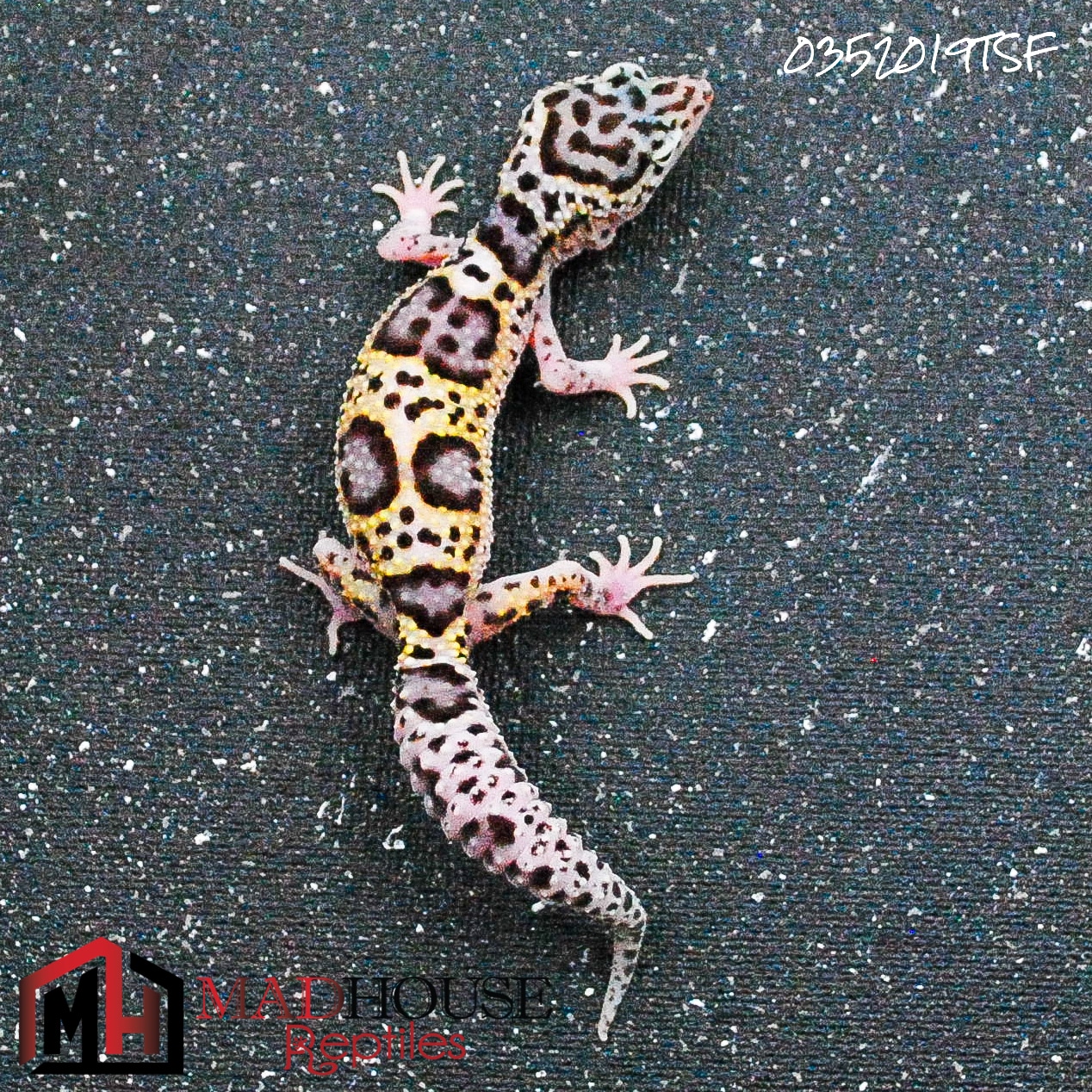 W/Y Mack Snow Hyper Xanthic Eclipse Het Tremper Albino Leopard Gecko by ...