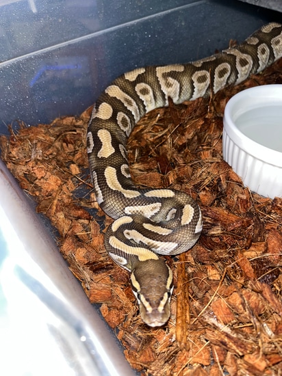 Mojave Enchi Ball Python by Midnight Moon Exotics