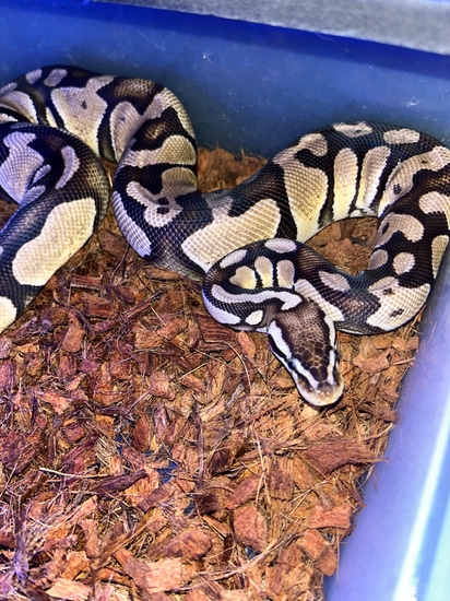 Pastel Fader Ball Python by Midnight Moon Exotics