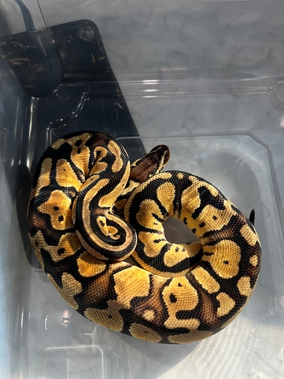 Pastel Female Ball Python by Frasco's Morphs