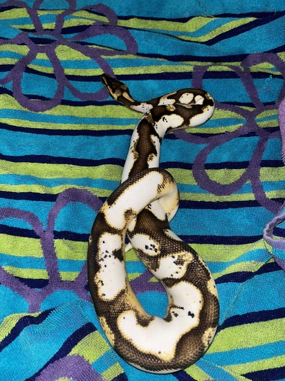 High White Calico Ball Python by Second Shed Reptiles