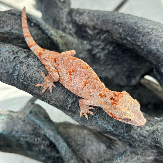 Orange Blotch Gargoyle Gecko by Madi’s Gargoyles