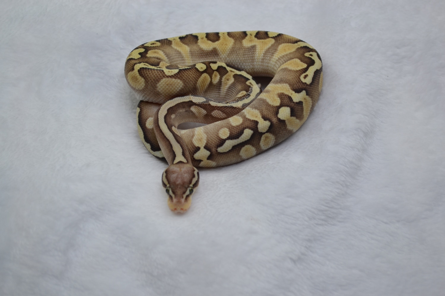 GHI Pastel Lesser Ball Python by Mad Lab Exotics - MorphMarket