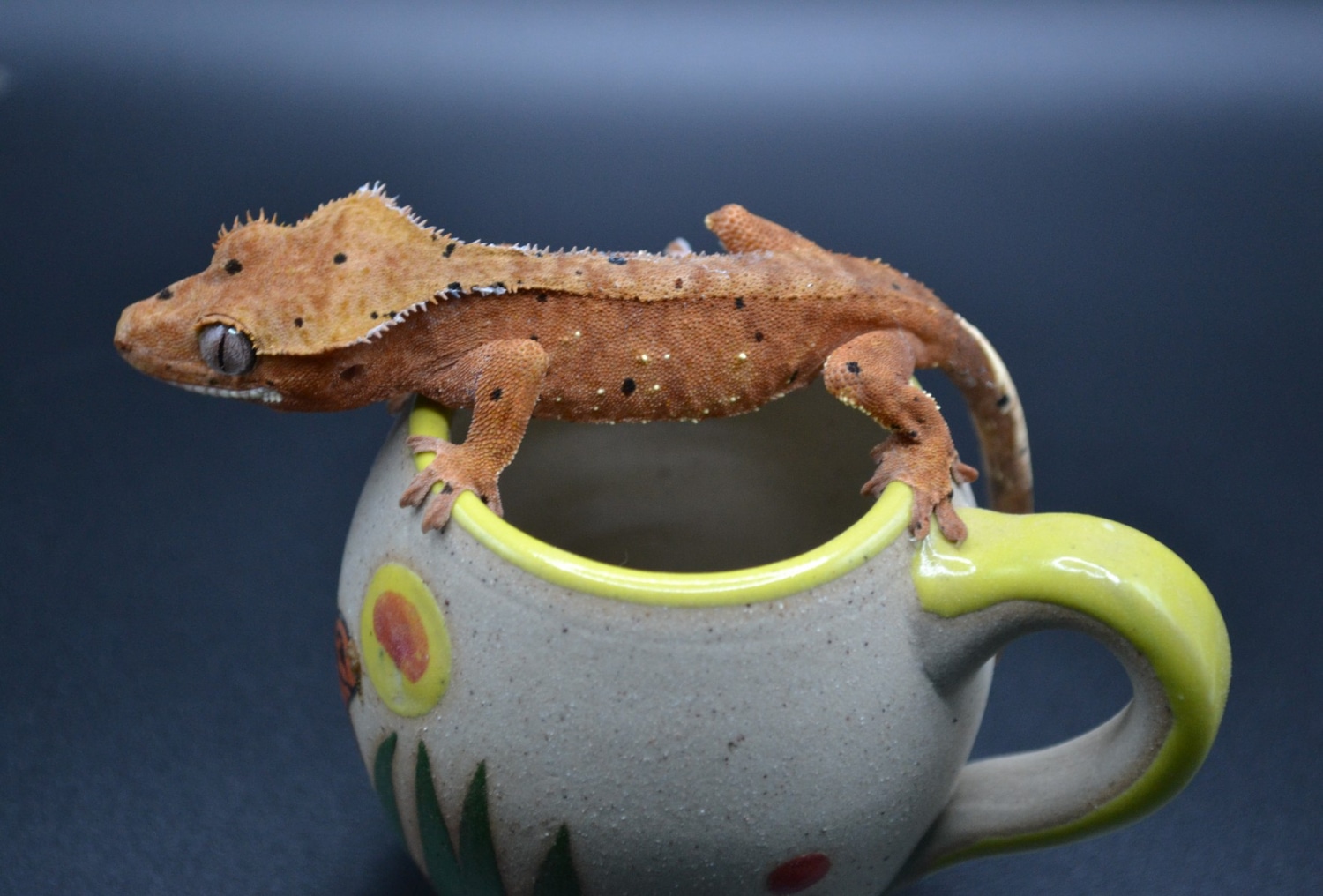 Probable Female $185 Shipped Crested Gecko by Mad Lab Exotics - MorphMarket