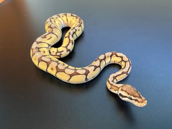 Bumblebee Mojave Ball Python by M.A.D. Morphs