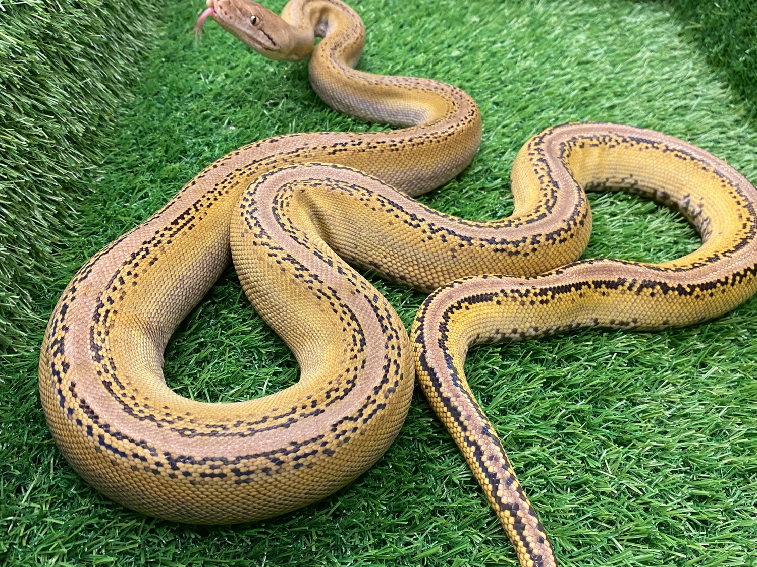 Cb20 Platinum Motley Marble H/albino Reticulated Python by Madmorphs ...