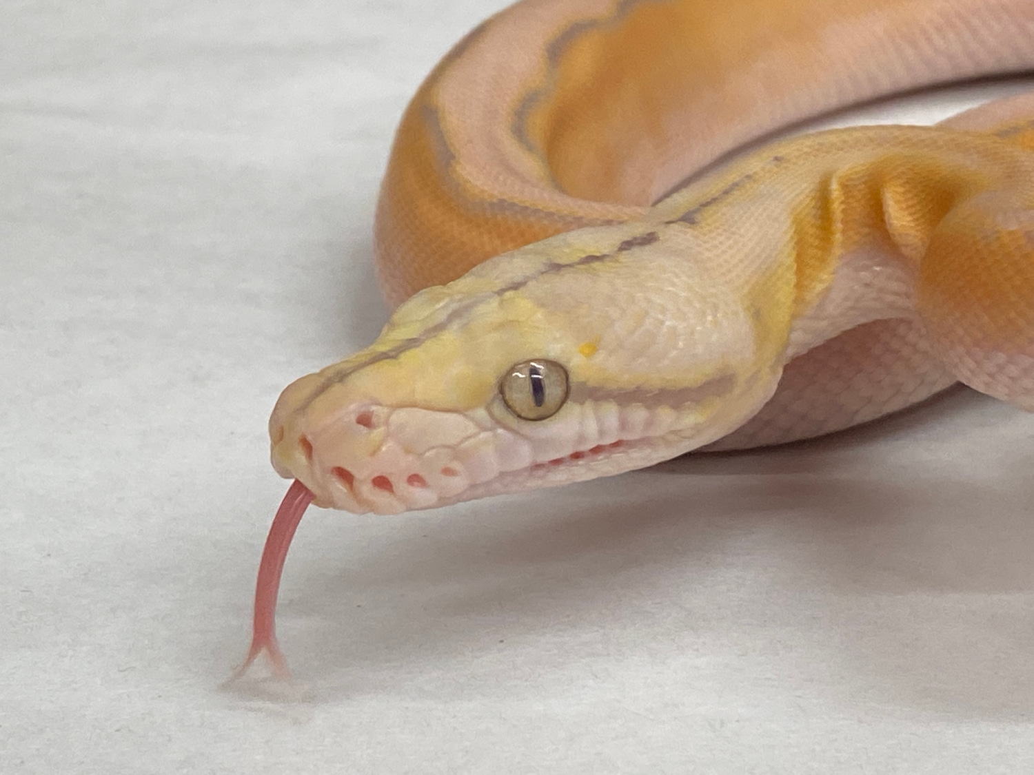 Cb21 Lavender Citron Motley Sunfire Reticulated Python by Madmorphs ...