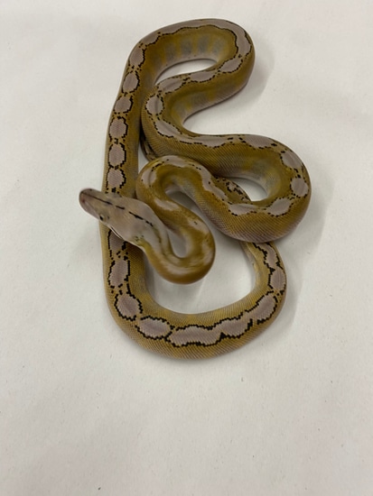 Cb21 Citron Platinum Motley Het Albino Het Anery Reticulated Python by ...