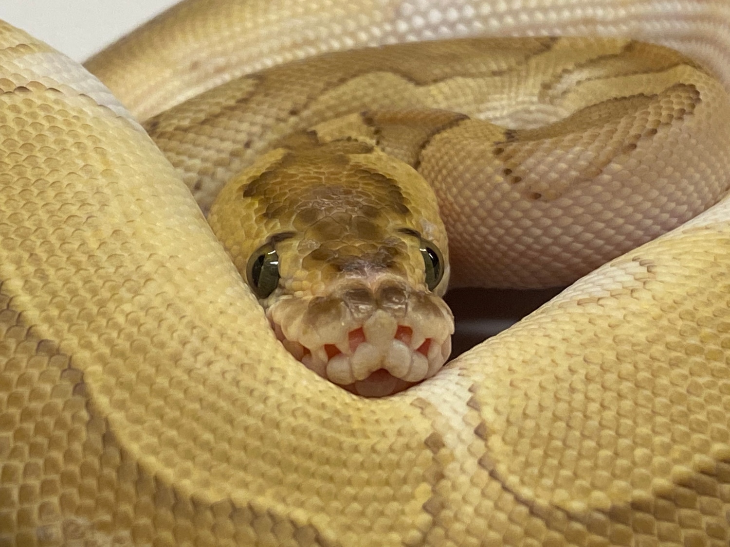 Cb20 Lesser Enchi Clown Ball Python by Madmorphs reptiles - MorphMarket