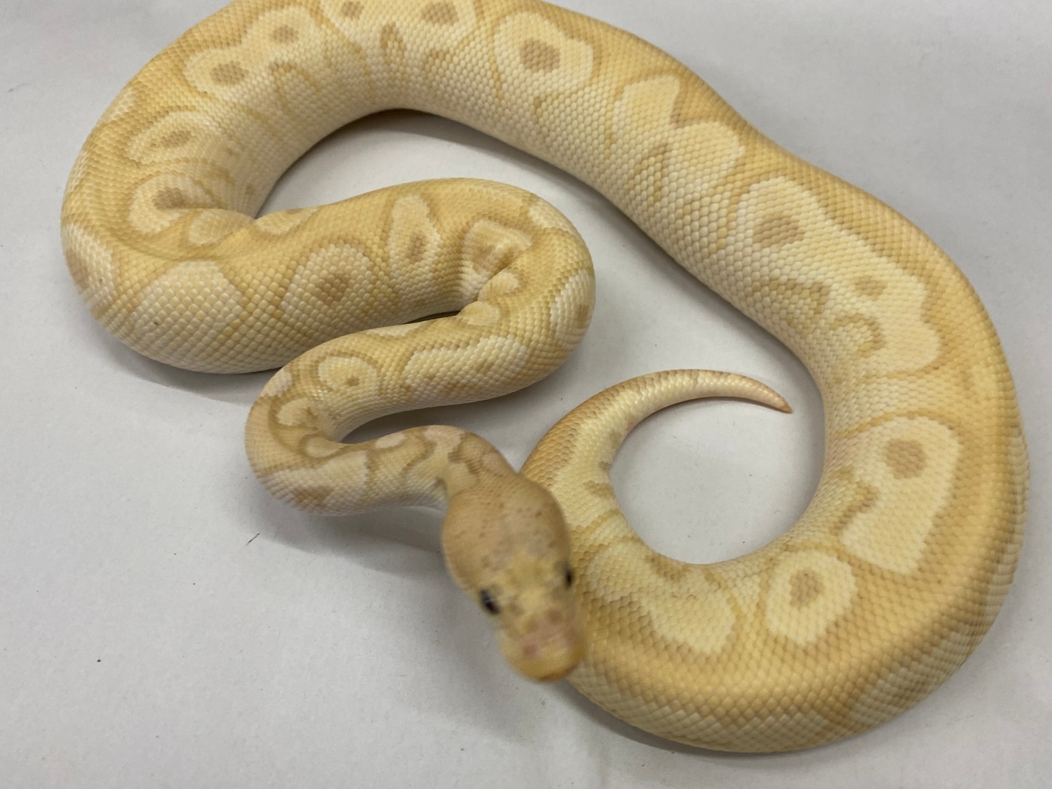 Banana Pastel Spotnose Mojave Clown Ball Python by Madmorphs reptiles ...