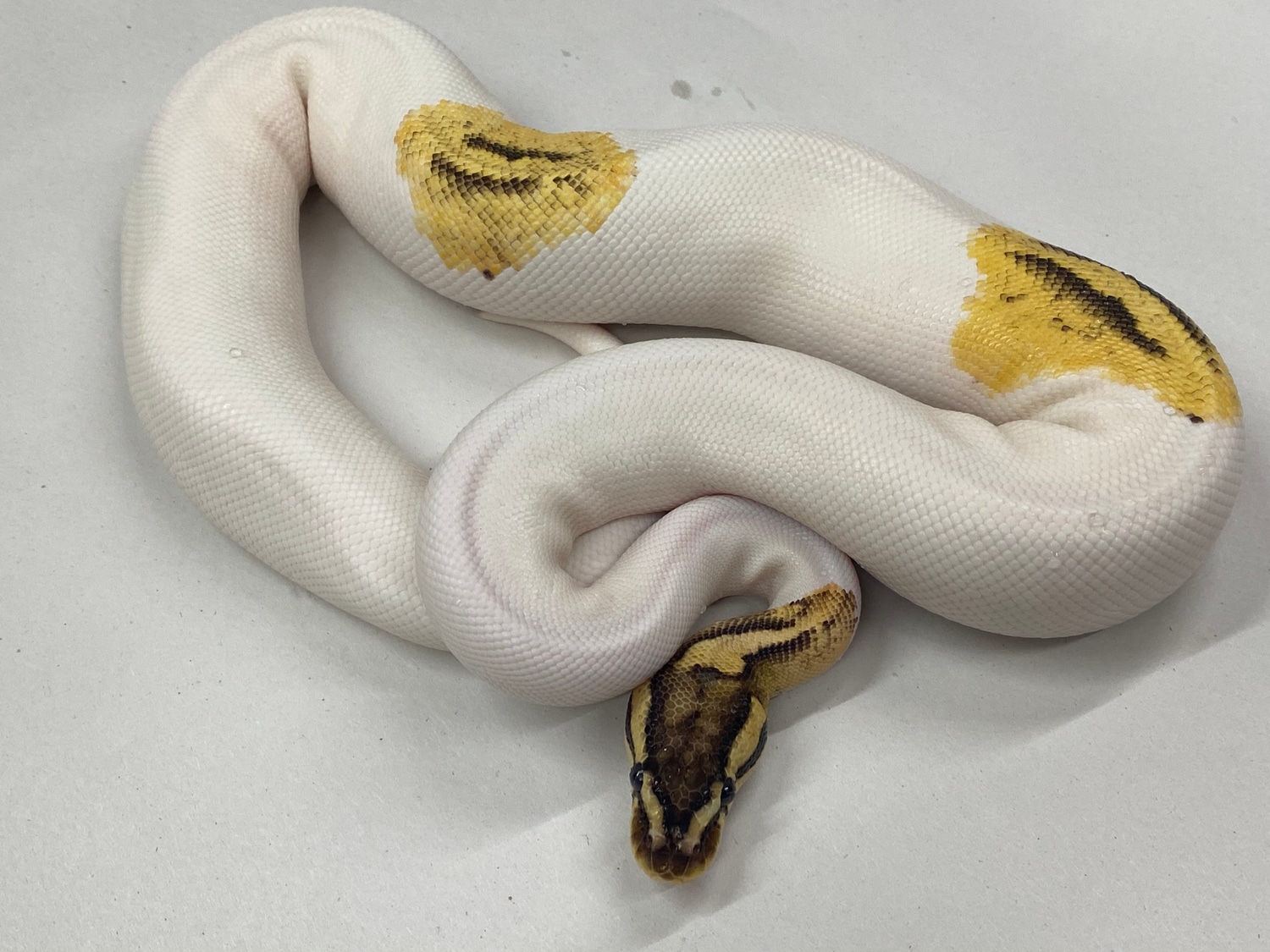 Cb22 Orange Dream Fire Pastel Pied Ball Python by Madmorphs reptiles ...
