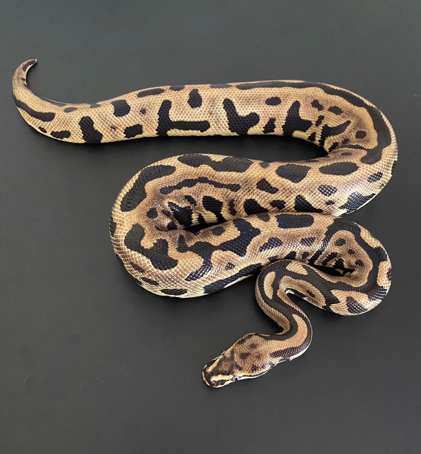 Leopard Spotnose Pos Het Pied Ball Python by Countryside Constrictors ...