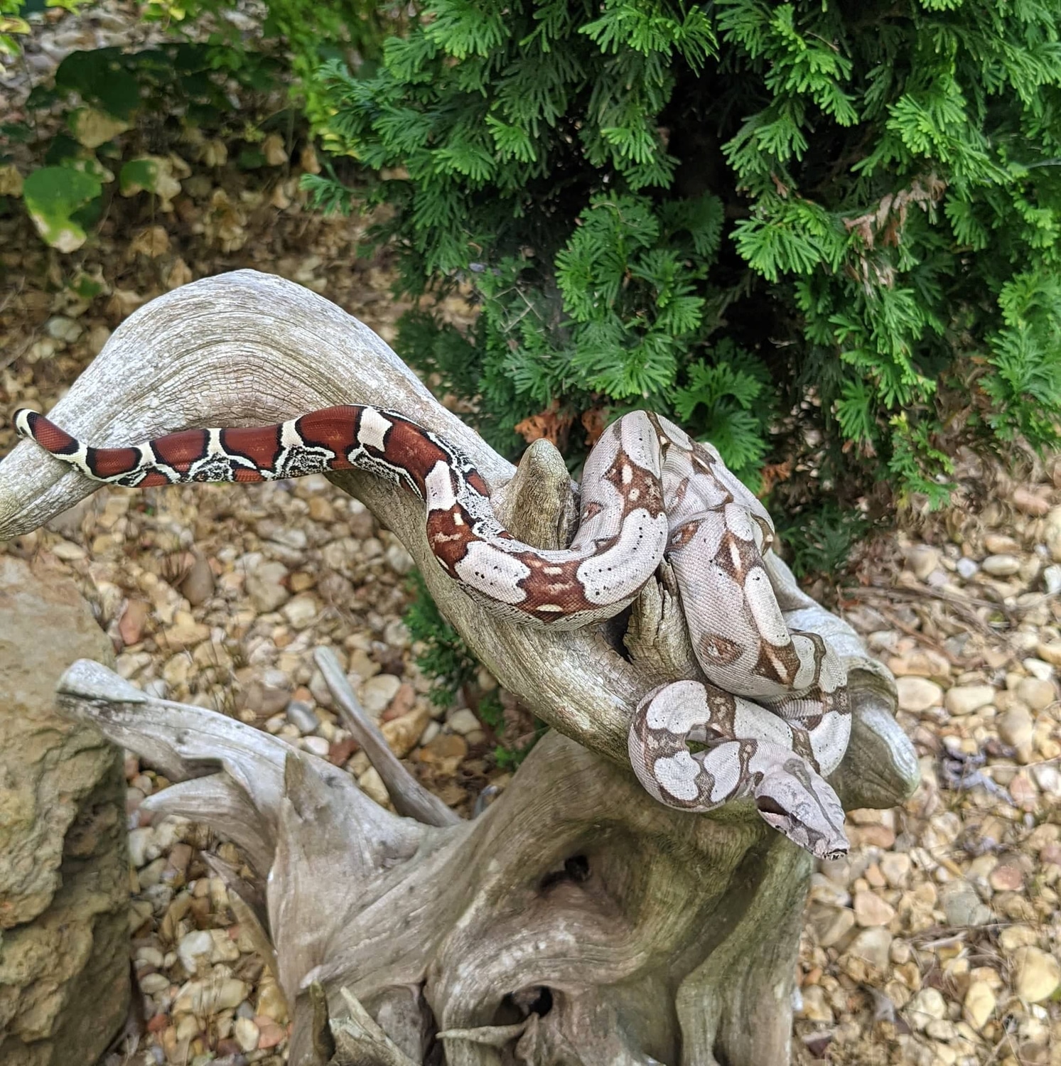 Suriname True Red-tailed Boa Constrictor by SouthPaws Exotics - MorphMarket