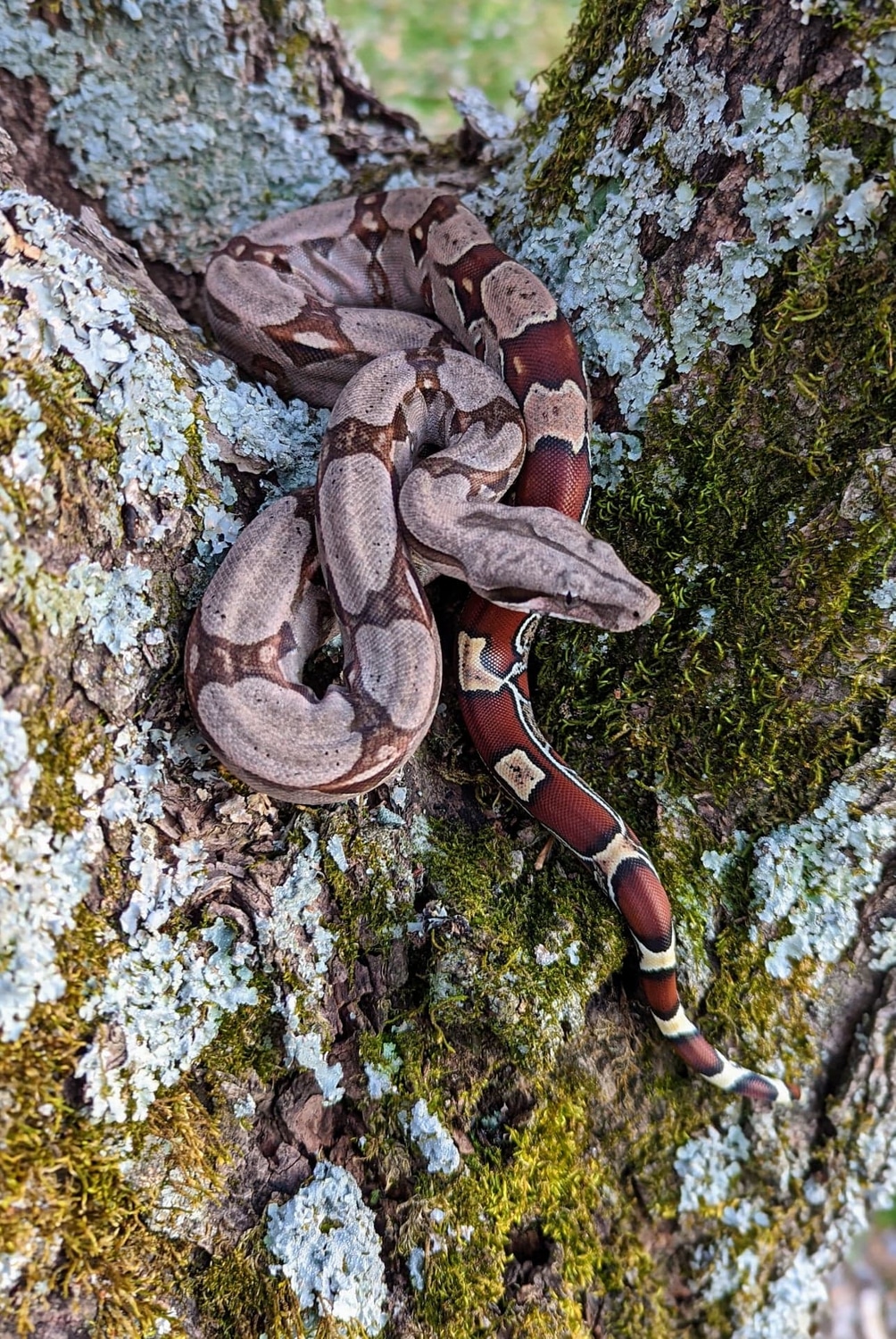 Suriname True Red-tailed Boa Constrictor by SouthPaws Exotics - MorphMarket