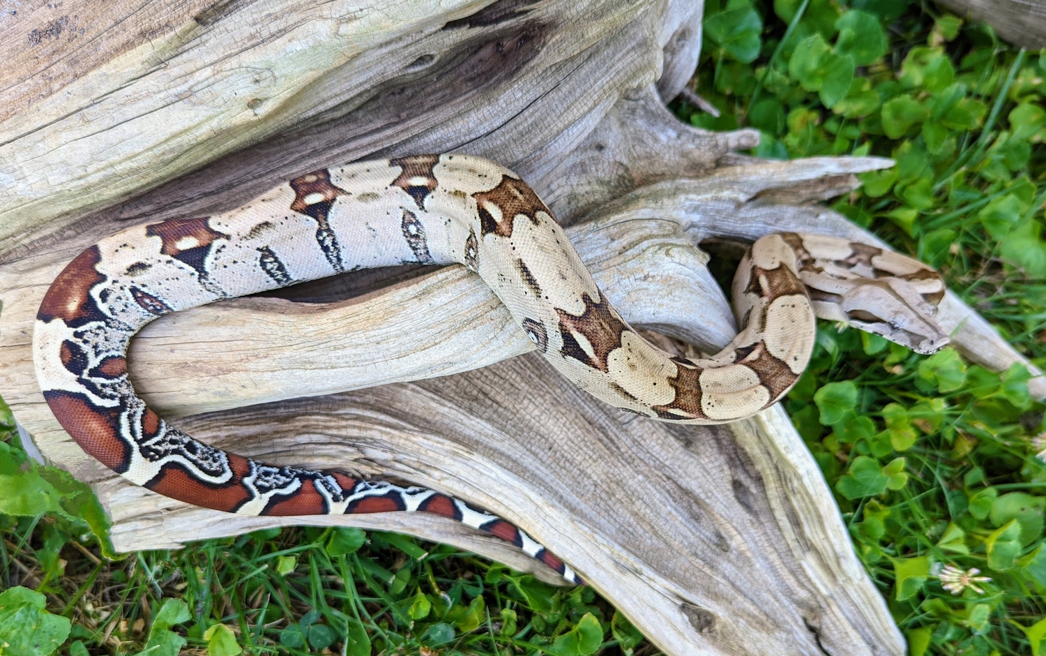 Suriname True Red-tailed Boa Constrictor by SouthPaws Exotics - MorphMarket