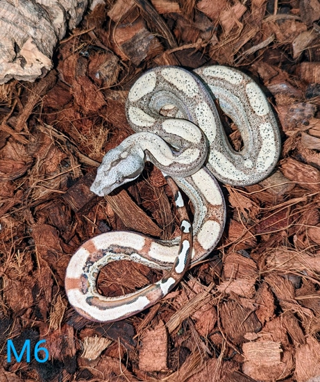 Super Jungle Boa Constrictor by SouthPaws Exotics