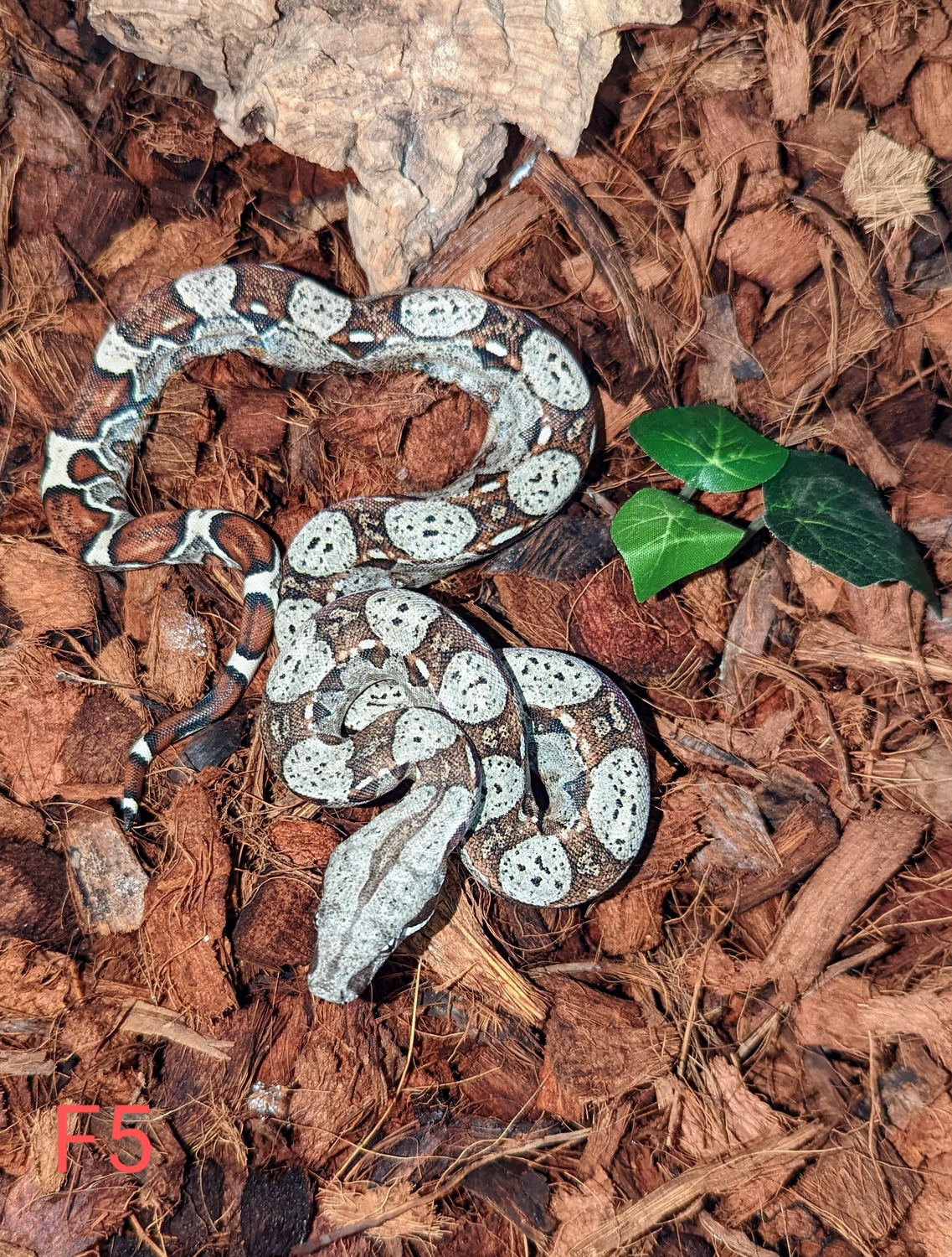 Jungle Boa Constrictor by SouthPaws Exotics - MorphMarket