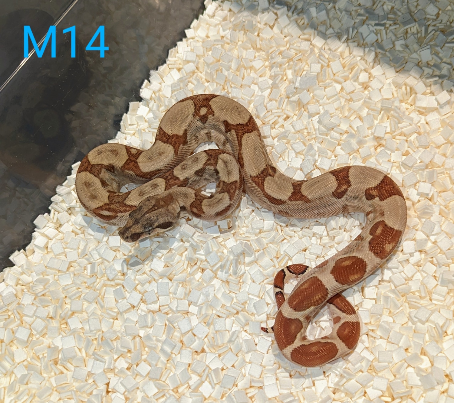 Pastel Hypo Jungle 100% Het Anery 50% Het Albino Boa Constrictor by ...