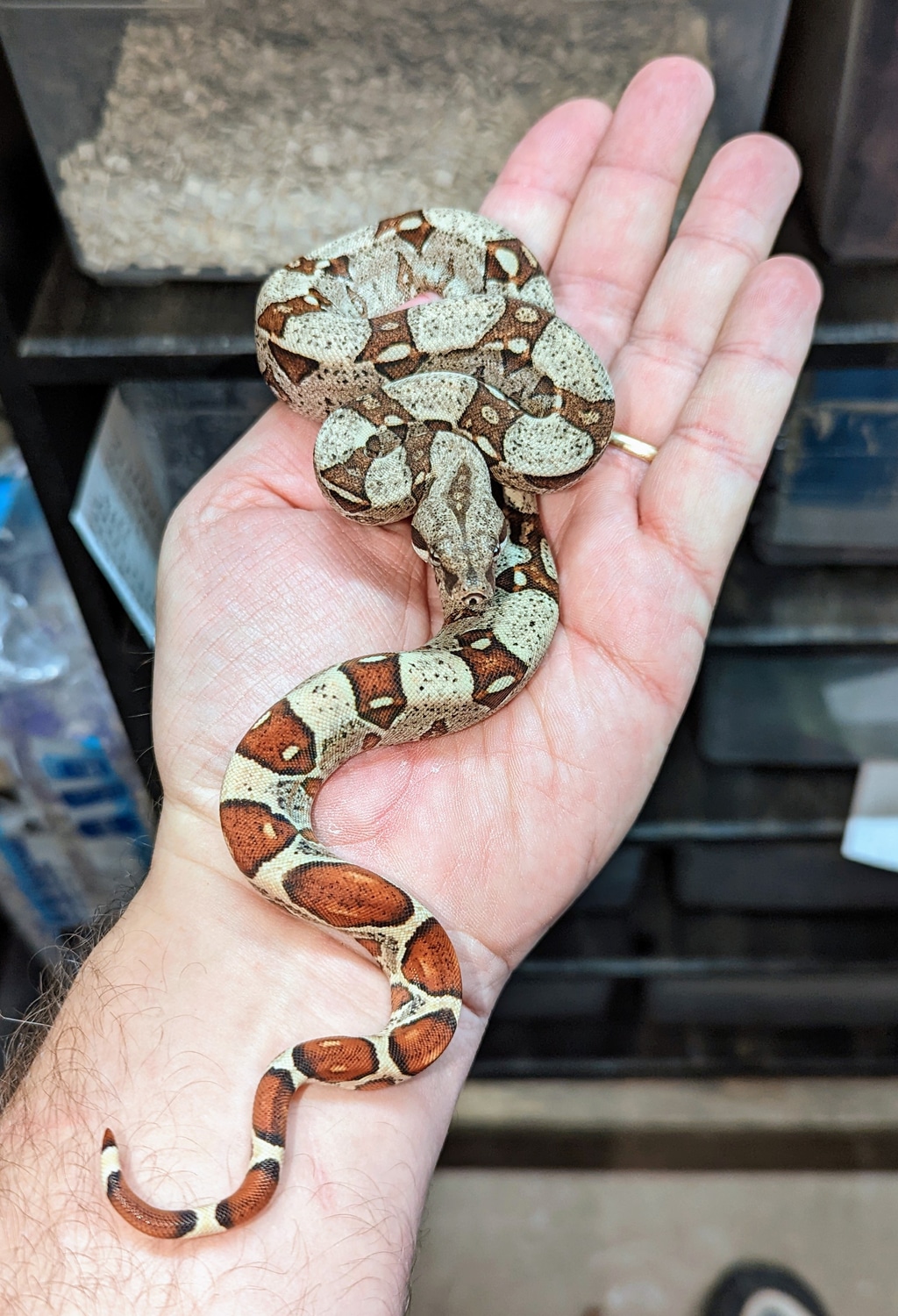 Jungle Boa Constrictor by SouthPaws Exotics - MorphMarket