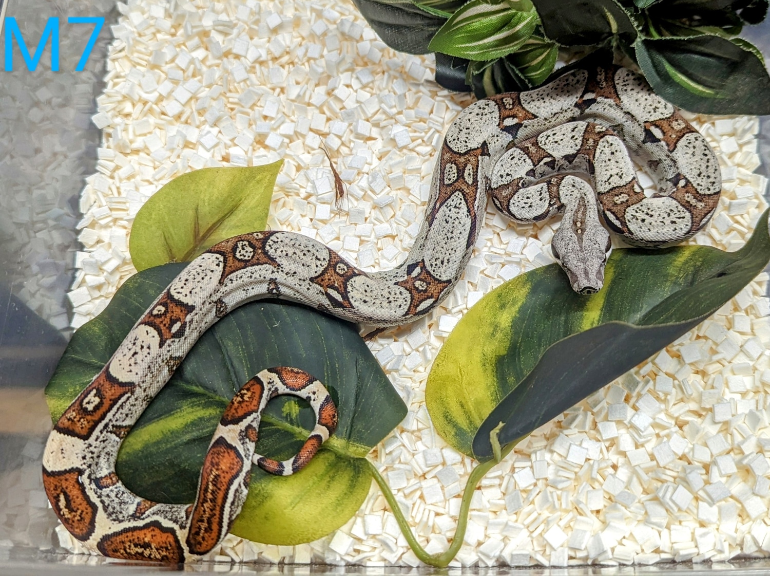 Jungle Boa Constrictor by SouthPaws Exotics - MorphMarket