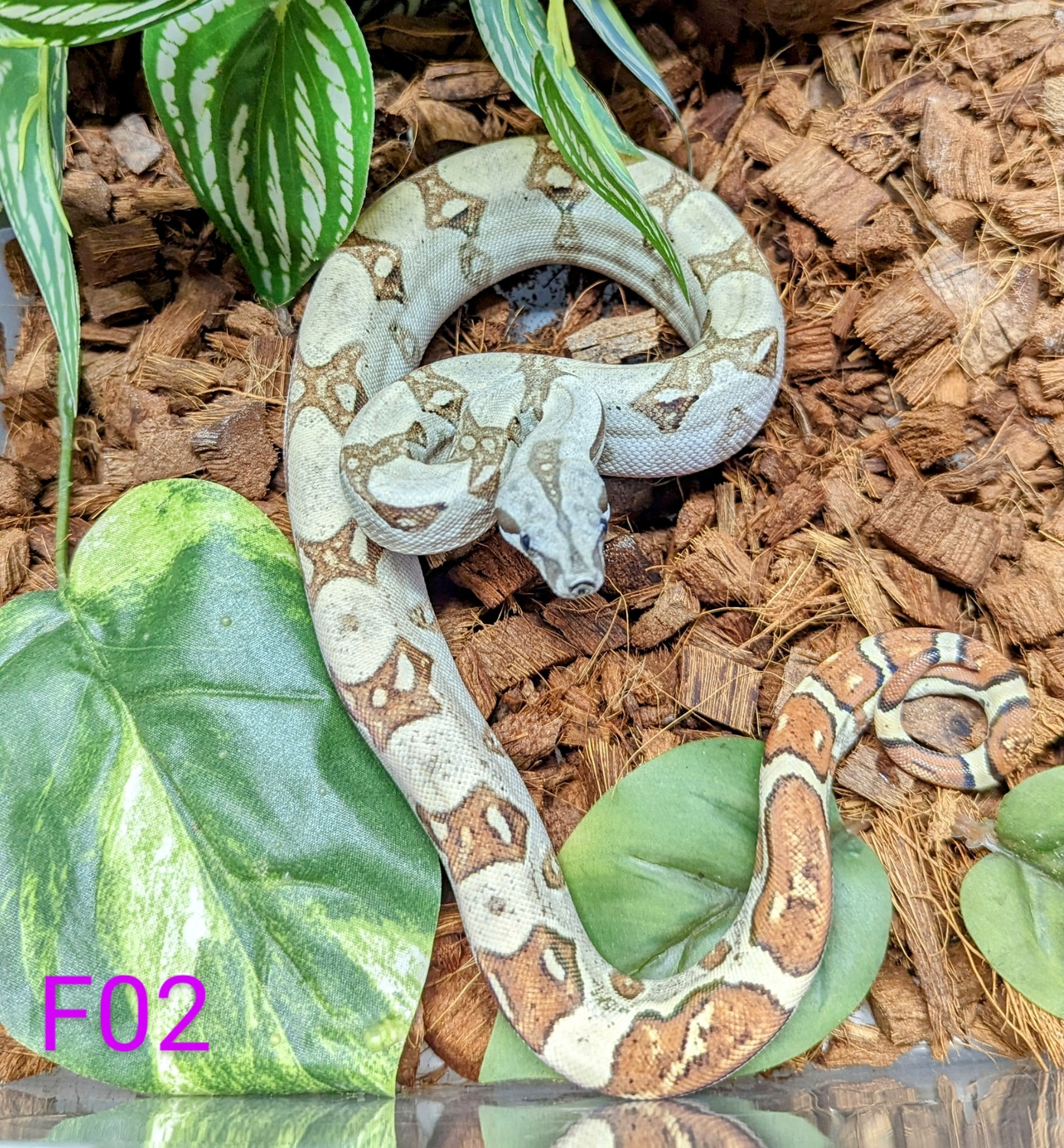 Hypo Jungle 100% Het Anery 50% Het Khal Albino Boa Constrictor by SouthPaws Exotics - MorphMarket